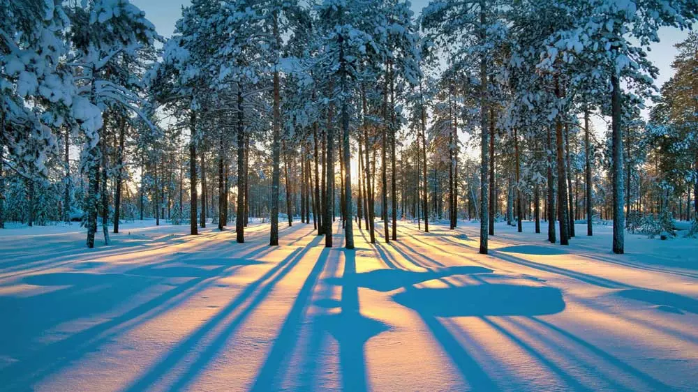sněhové stromy