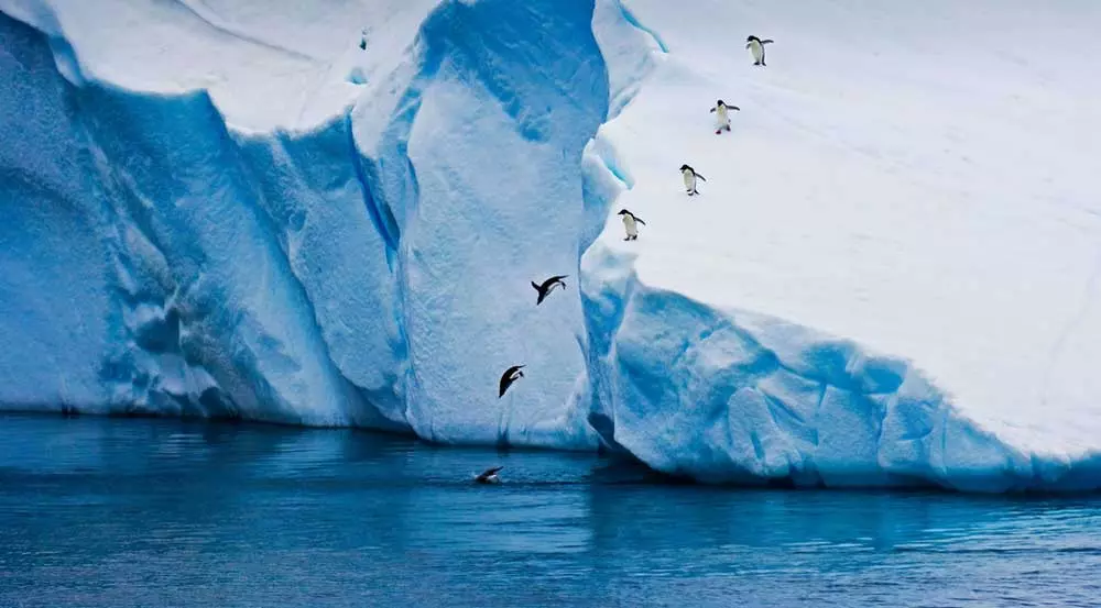 penguin gunung es