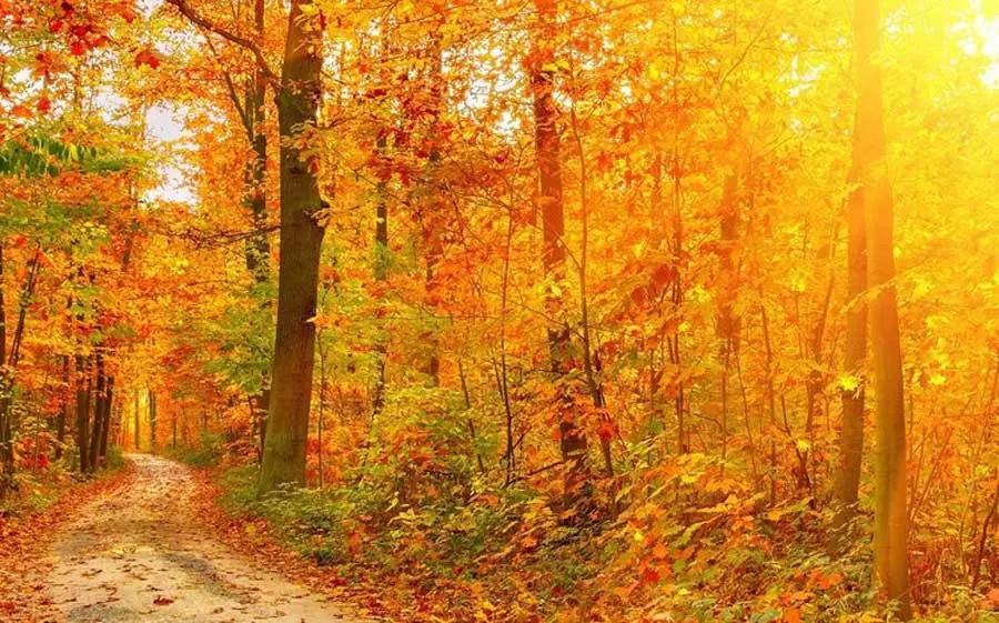 Bos tema in die herfs met geel kleur
