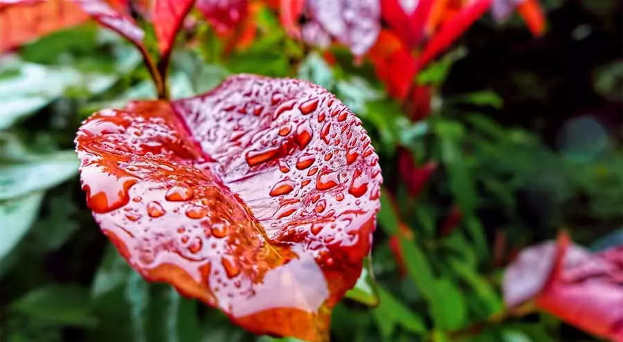 Windows rain leaf background