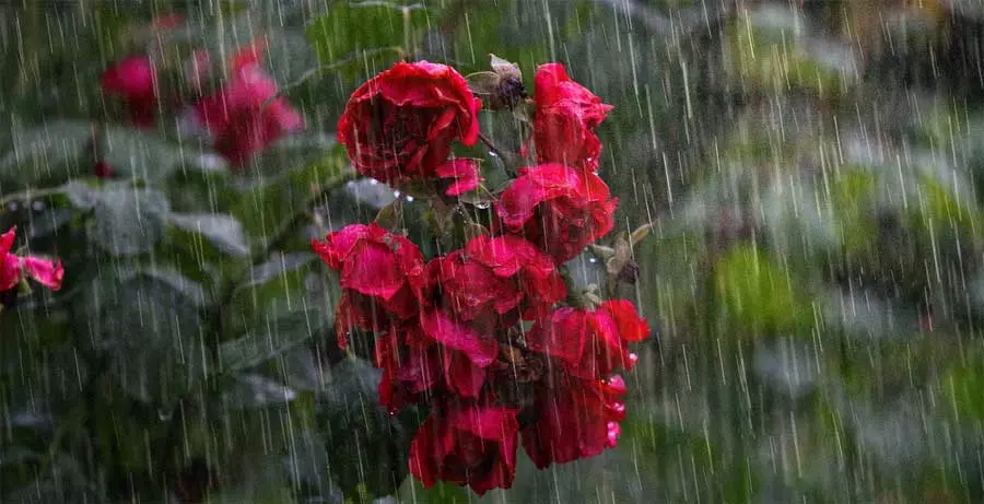 rain roses windows