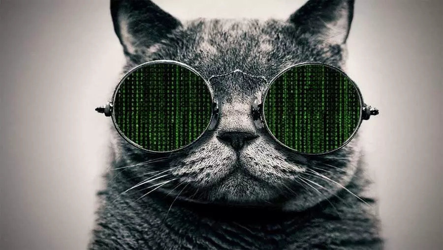 matrix cat