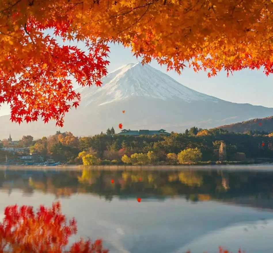 Fuji-fjellet i høstsoloppgangen Levende Bakgrunn