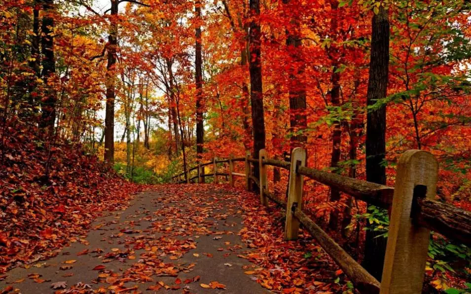Autumn eftergrûn reade kleuren