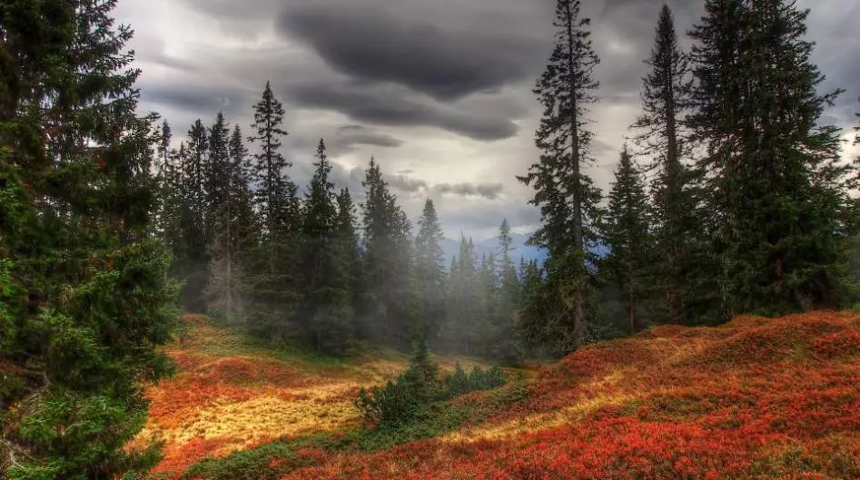 가을 안개가 자욱한 숲 배경