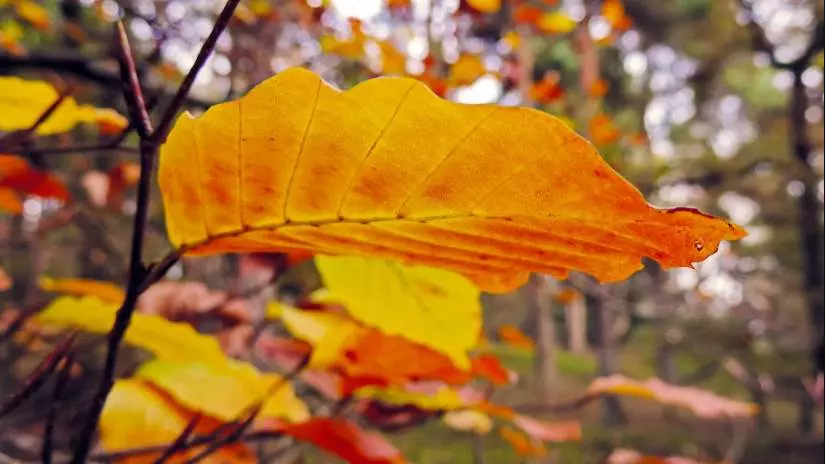 ألوان الخريف الخلفية