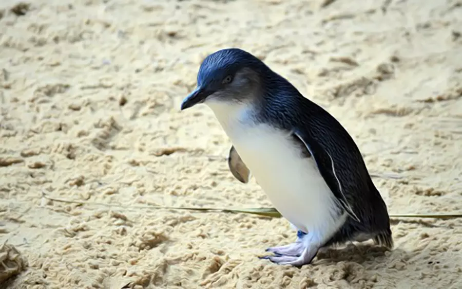 pingvinovo ozadje