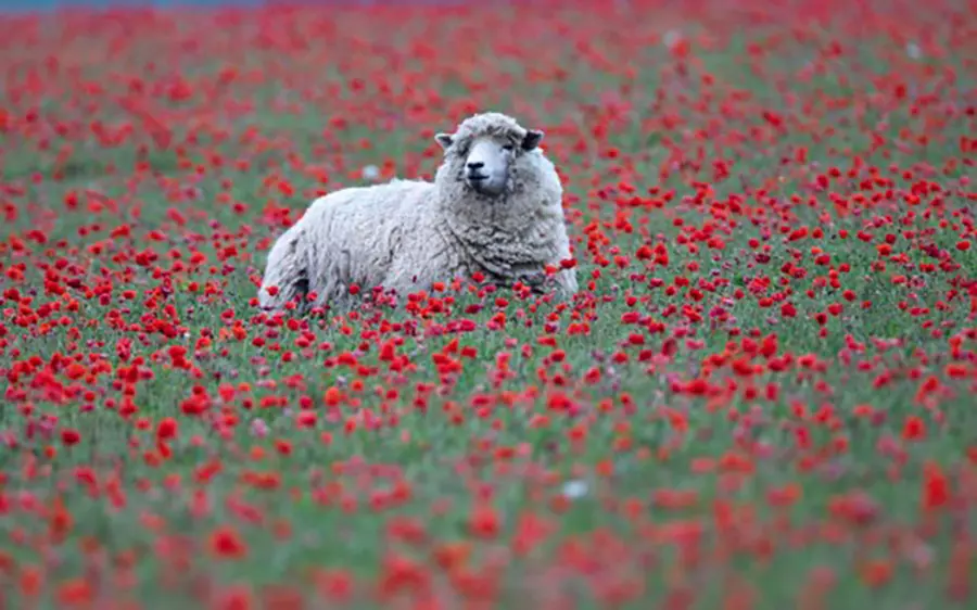 sfondo di pecore